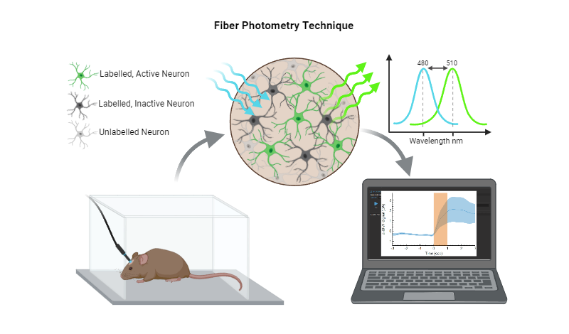 Fiber Photometry Solutions – Doric Lenses Inc.